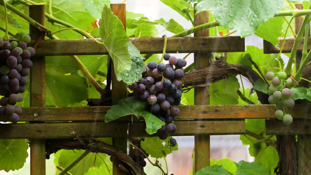 Rain, Grapes, Storm. Free Stock Video - Pixabay