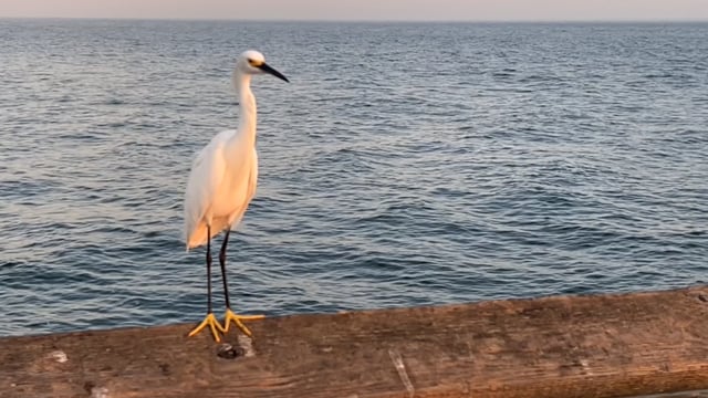Bird, Ocean, Beach. Free Stock Video - Pixabay