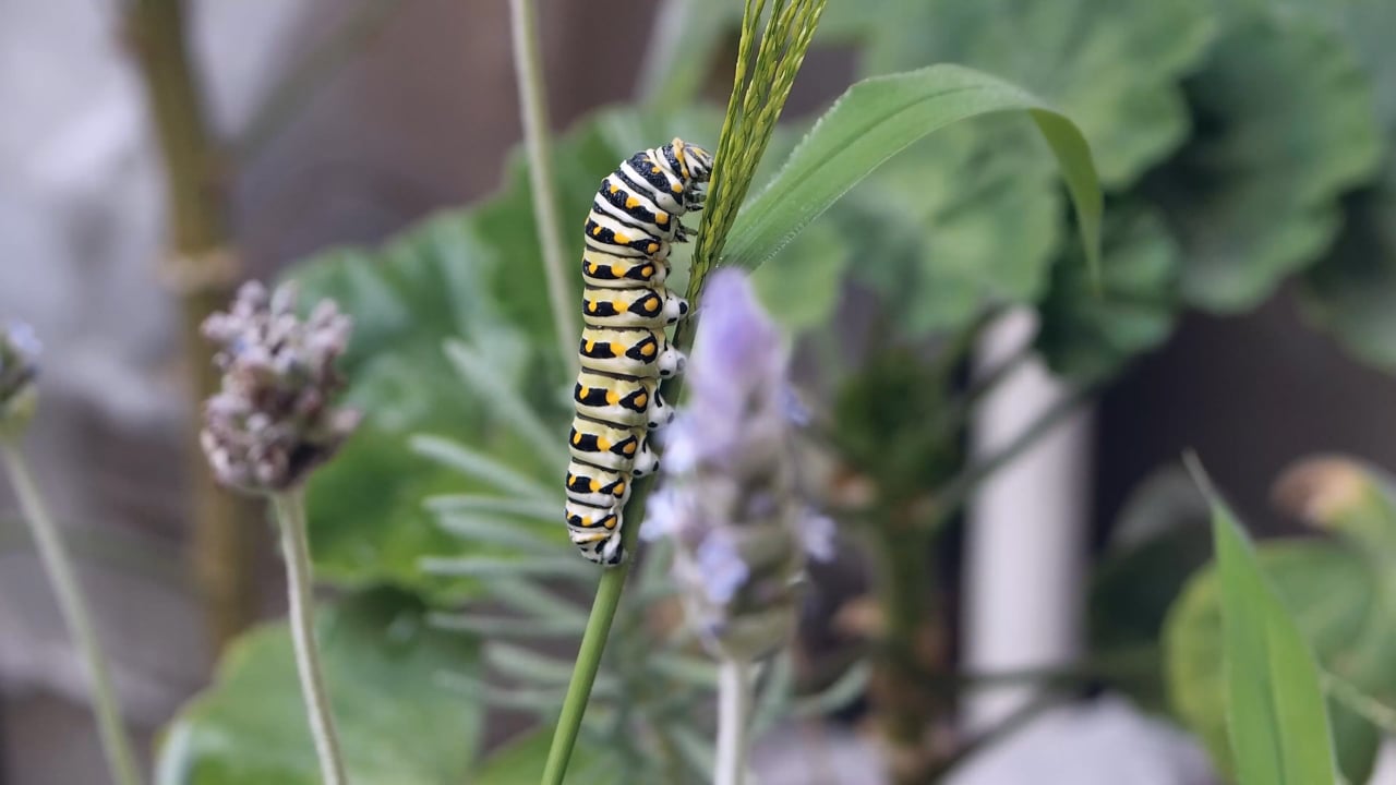 Caterpillar, Insect, Larva. Free Stock Video - Pixabay