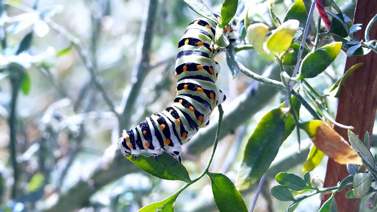 Caterpillar, Insect, Larva. Free Stock Video - Pixabay