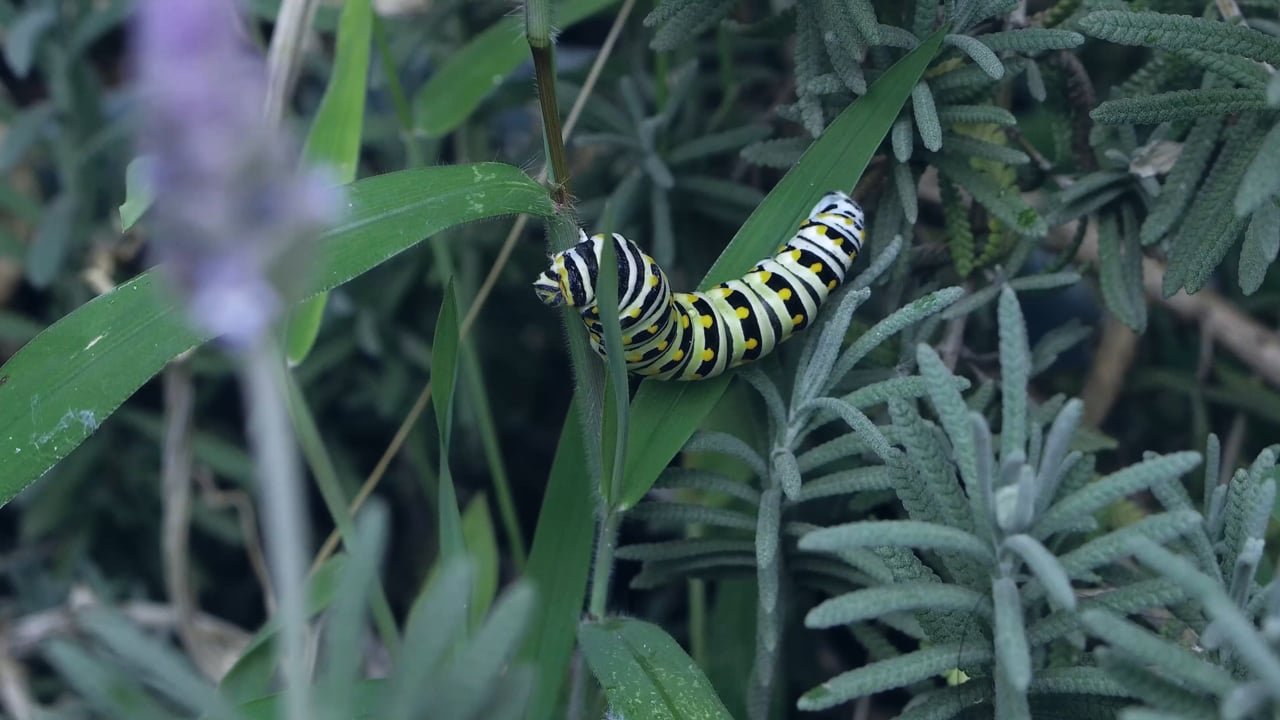 Caterpillar, Larva, Entomology. Free Stock Video - Pixabay