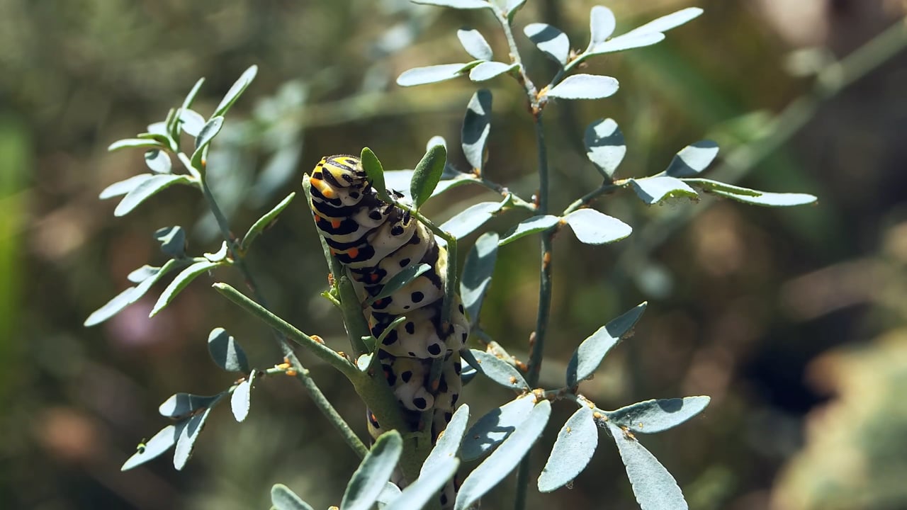 Caterpillar, Larva, Entomology. Free Stock Video - Pixabay