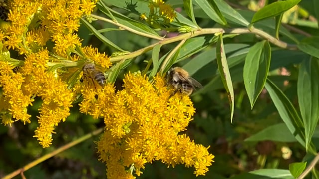 Goldenrod, Insects, Collecting Nectar. Free Stock Video - Pixabay