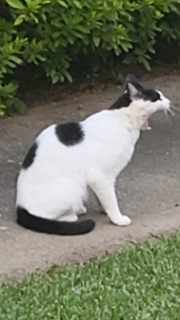 Cat, Animal, Morning. Free Stock Video - Pixabay