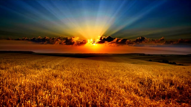 Wheat, Field, Sunset. Free Stock Video - Pixabay