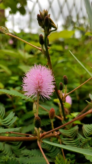 Plant, Shameplant, Nature. Free Stock Video - Pixabay