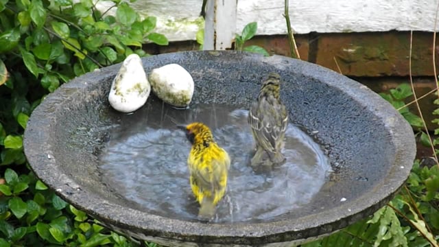 Birds, Bath, Feathers. Free Stock Video - Pixabay