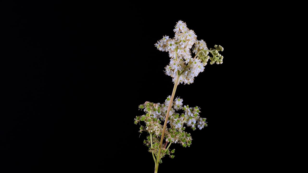 Free Flower Videos: 4K Nature Footage & HD Clips for Download - Pixabay