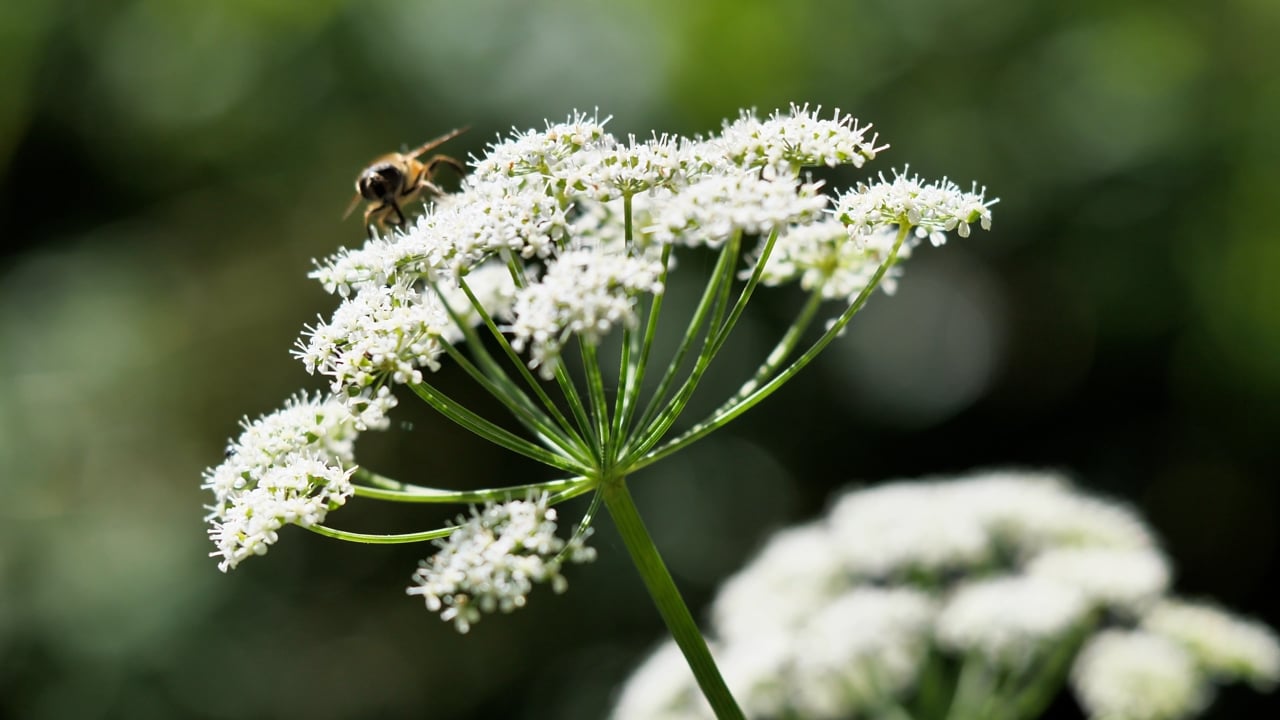 Flying Bee Animation Videos: Download 4,365+ Free 4K & HD Stock Footage ...