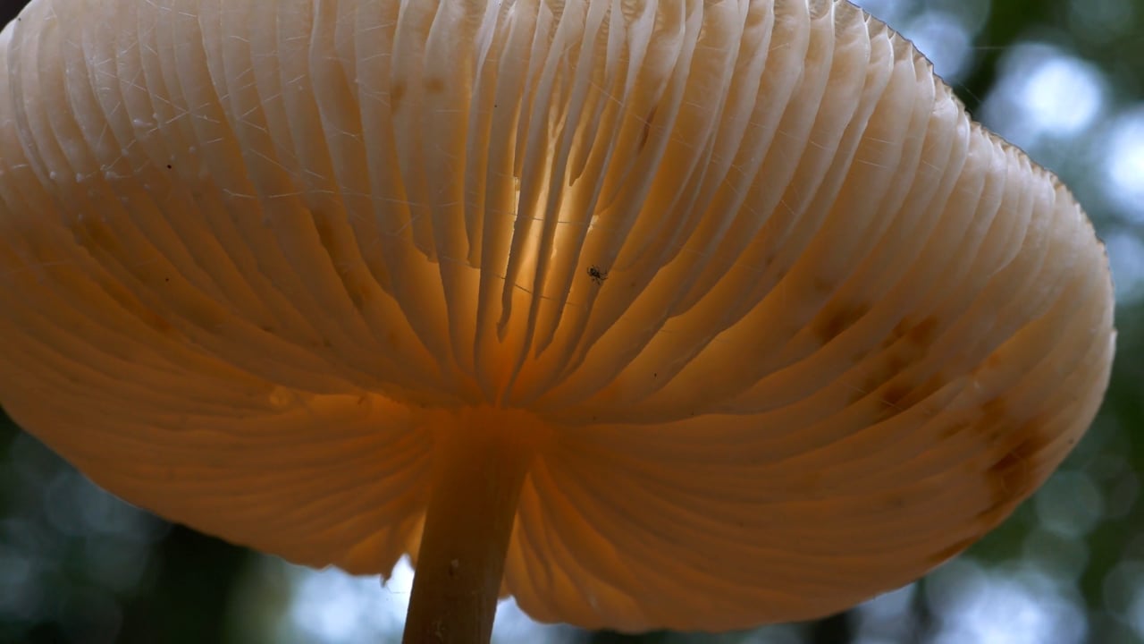 Forest, Nature, Mushroom. Free Stock Video - Pixabay