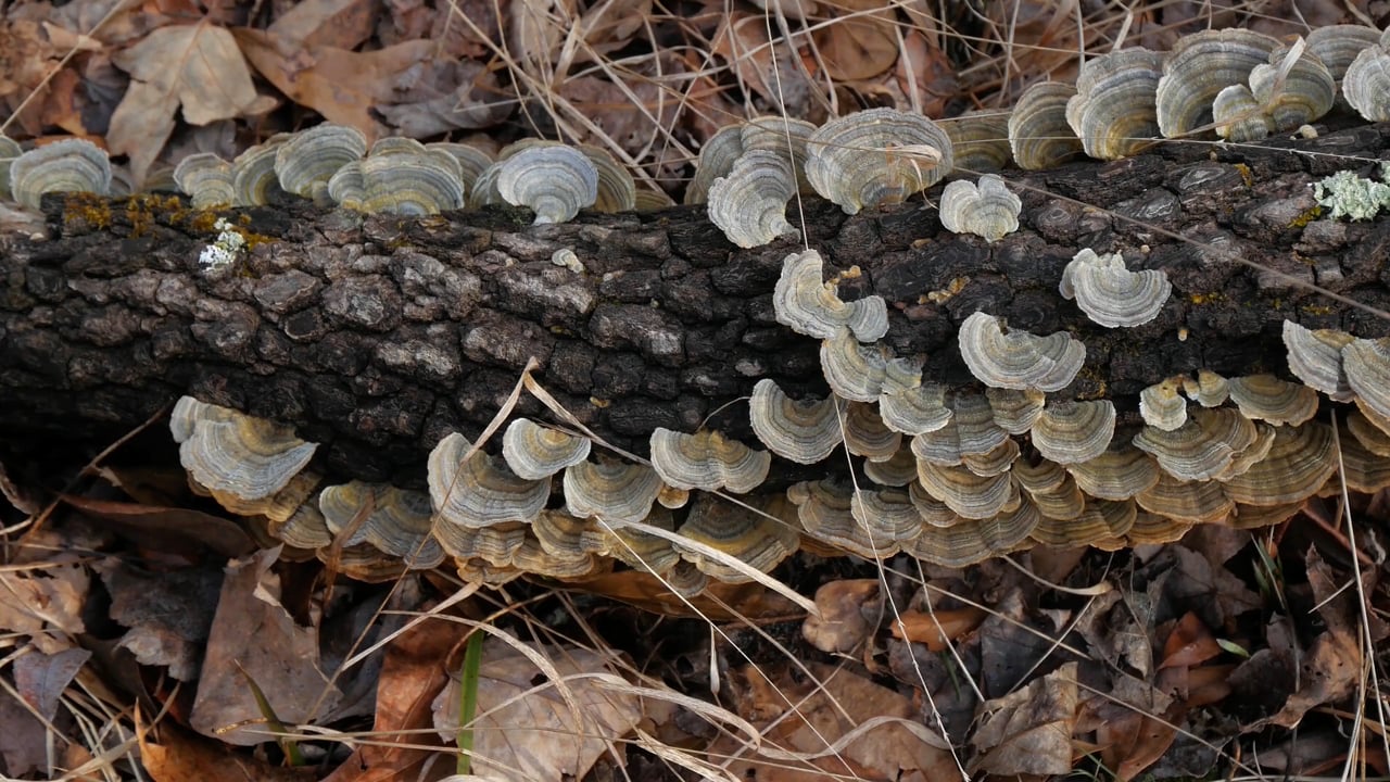 Mushrooms, Nature, Forest. Free Stock Video - Pixabay