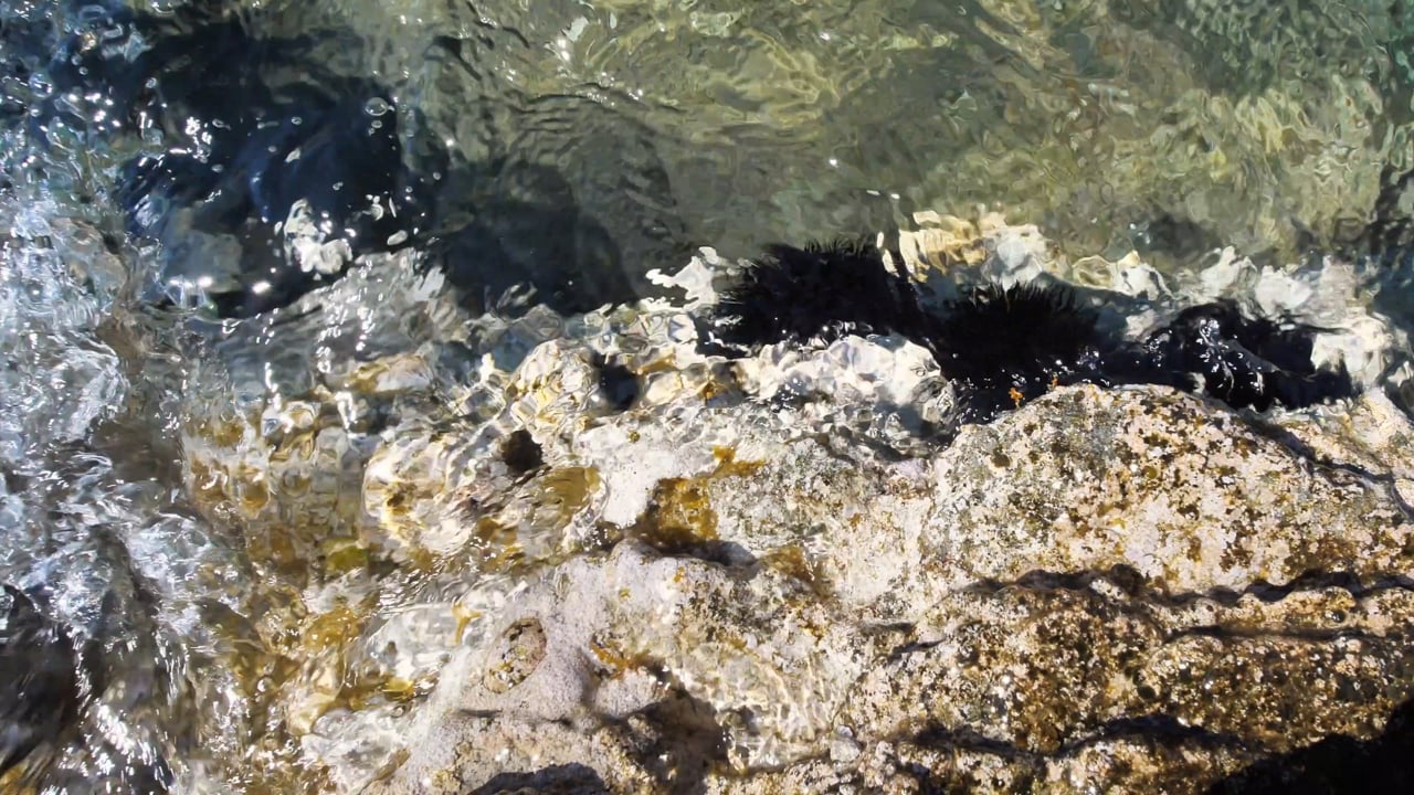 Sea Urchins, Water, Sea Creatures. Free Stock Video - Pixabay