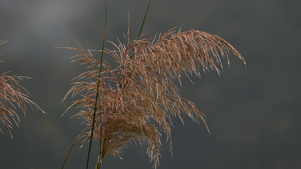 Rainy+Day Videos: Download 94+ Free 4K & HD Stock Footage Clips - Pixabay