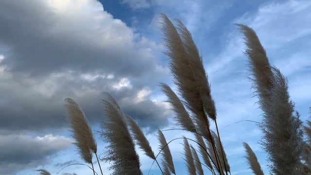 Wind, Sky, Clouds. Free Stock Video - Pixabay
