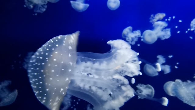 Jellyfish Videos: Download 133+ Free 4K & HD Stock Footage Clips - Pixabay