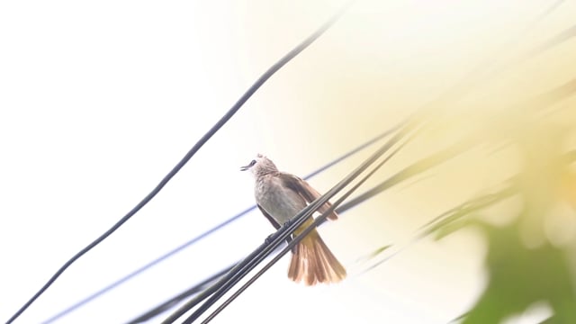 Bird, Nightingale, Animal. Free Stock Video - Pixabay
