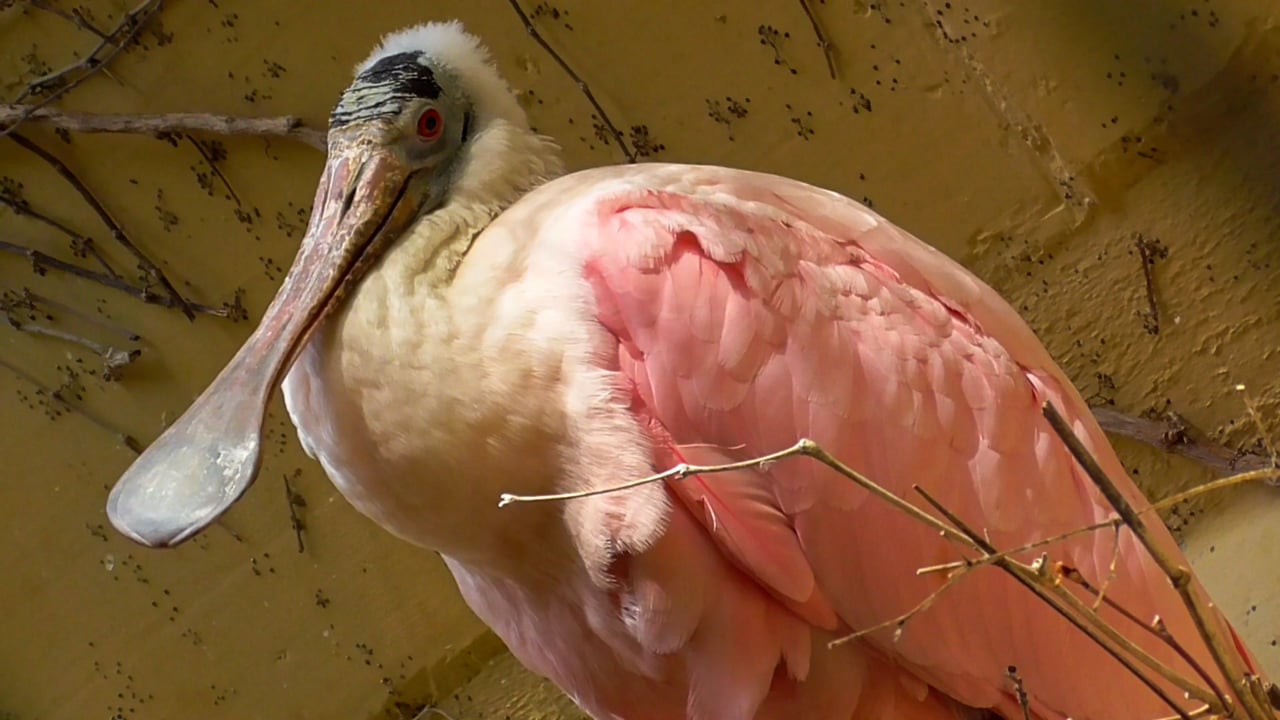 Bird, Beak, Eye. Free Stock Video - Pixabay