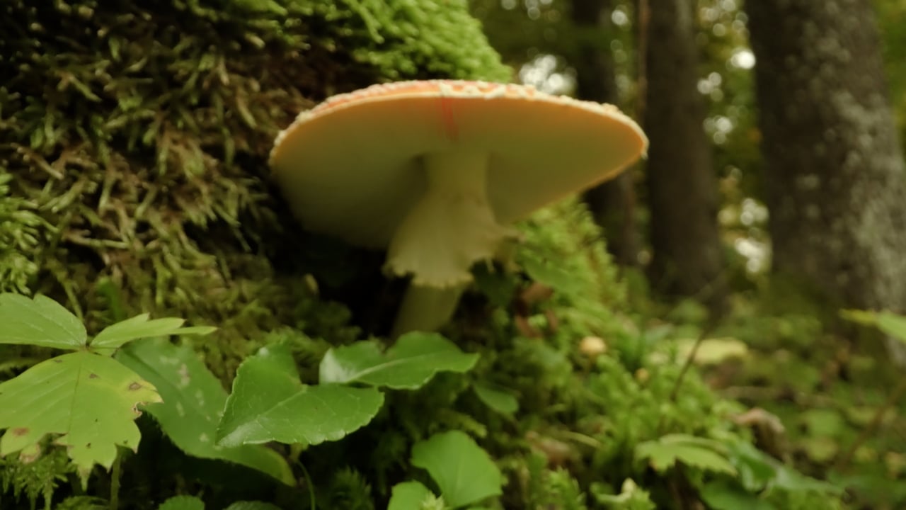 False False Videos: Download 5+ Free 4K & HD Stock Footage Clips - Pixabay