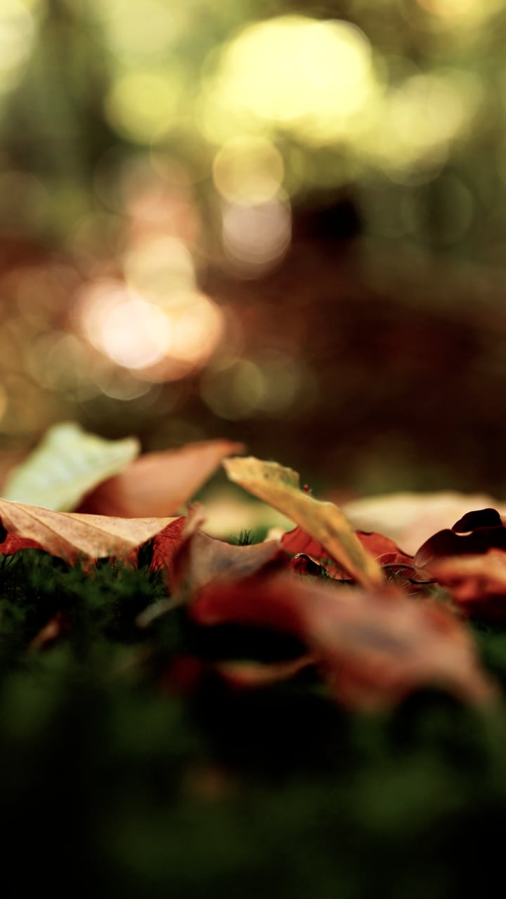 Leaves Wind Forest Free Stock Video Pixabay