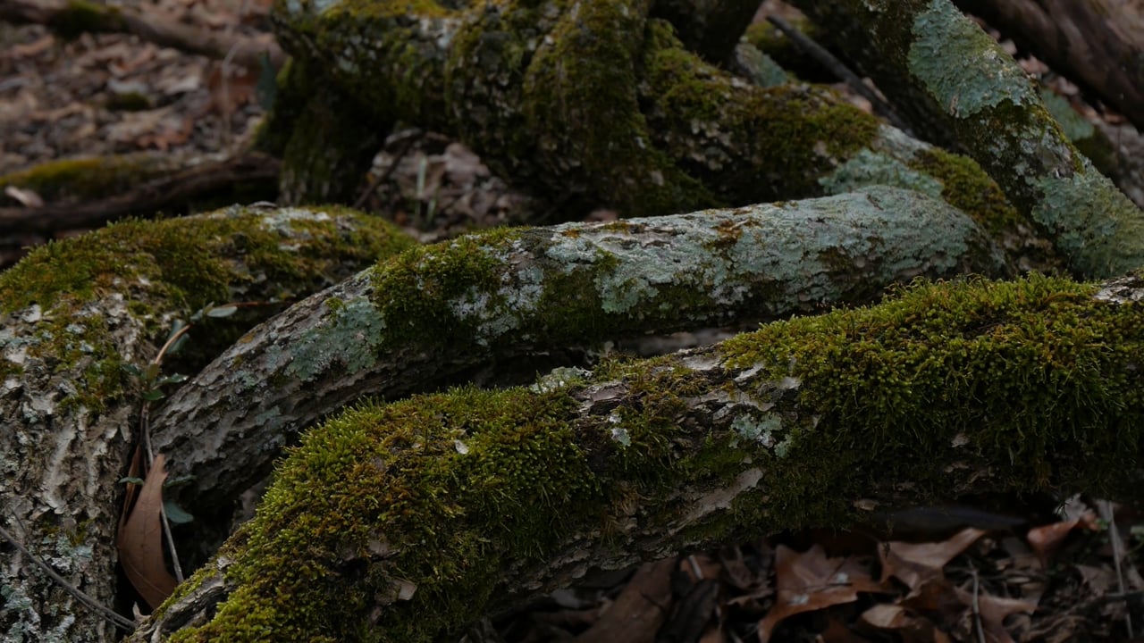 Trees, Moss, Forest. Free Stock Video - Pixabay