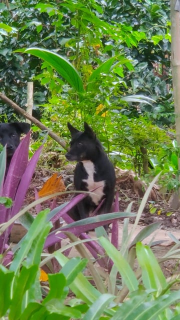 Dog, Ferocious Dogs, Bite. Free Stock Video - Pixabay