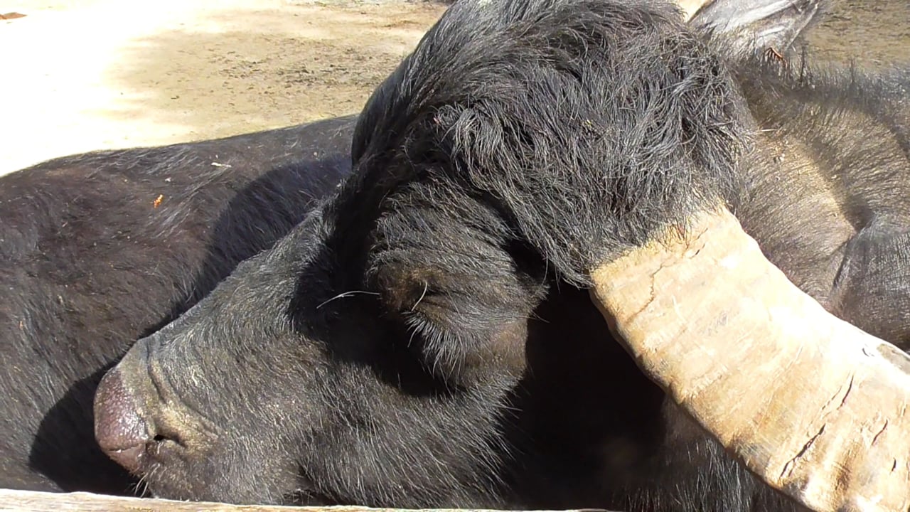 Buffalo, Horns, Eyes. Free Stock Video - Pixabay