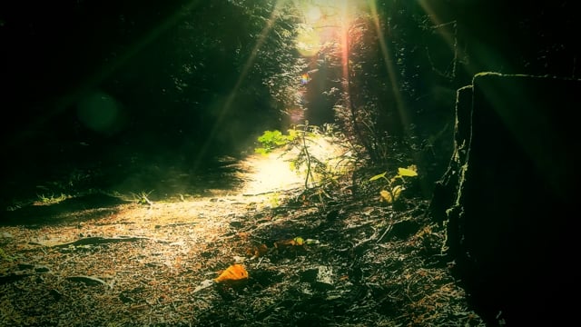 Path, Forest, Woods. Free Stock Video - Pixabay