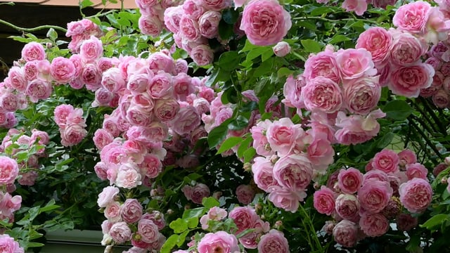 Roses Videos: Download 478+ Free 4K & HD Stock Footage Clips - Pixabay