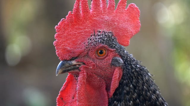 Gallo Gallina Cabeza - Free video on Pixabay - Pixabay