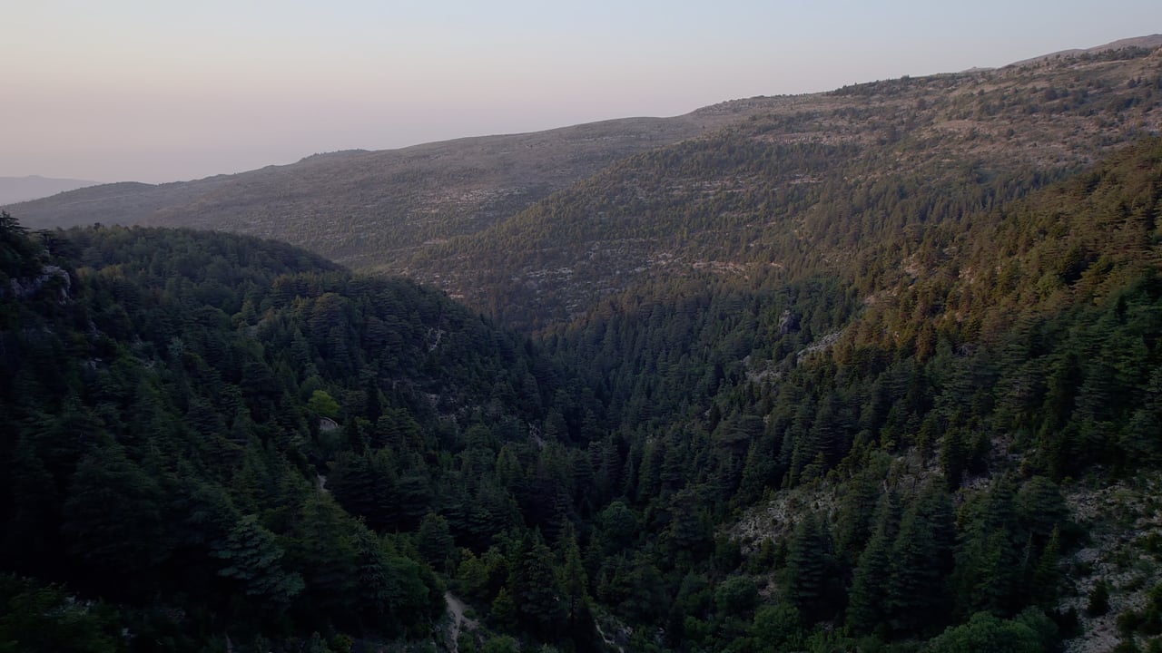 Forest, Sunset, Mountains. Free Stock Video - Pixabay