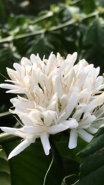 Coffee Flowers, Coffee, Flowers. Free Stock Video - Pixabay