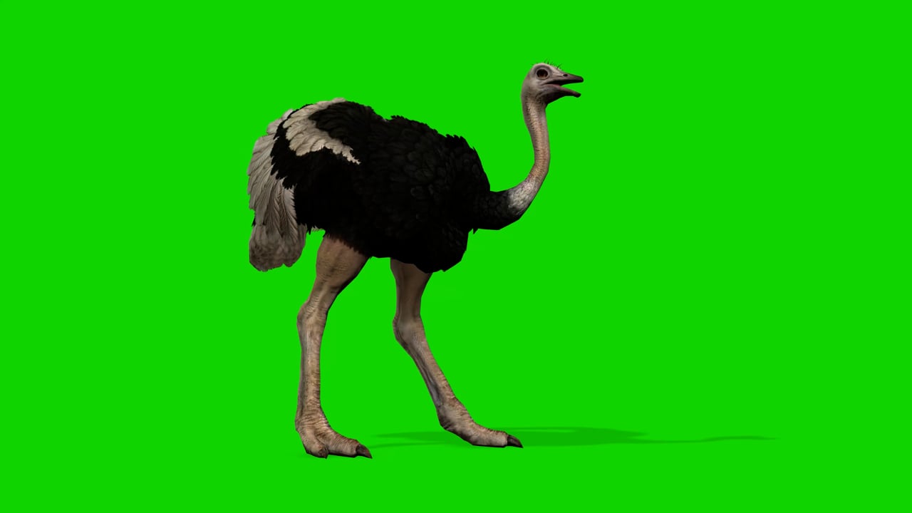 Green Screen Animated Videos: Download 7,839+ Free 4K & HD Stock Footage Clips - Pixabay