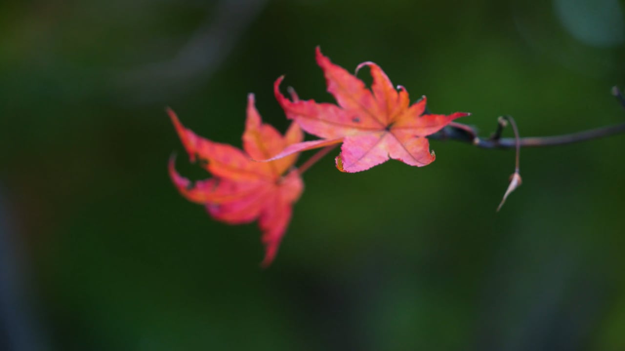Autumn Leaves Videos: Download 7,465+ Free 4K & HD Stock Footage Clips ...