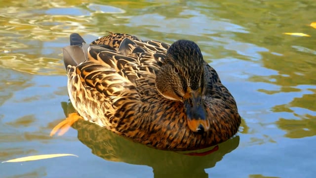 Duck, Pond, Water. Free Stock Video - Pixabay