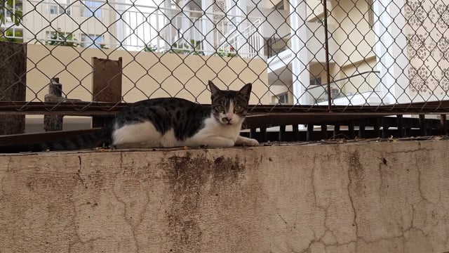 Cat Chat Sur Le Mur Katz Noir - Free video on Pixabay - Pixabay
