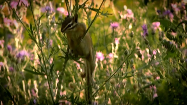Animal Eating Videos: Download 6,197+ Free 4K & HD Stock Footage Clips ...