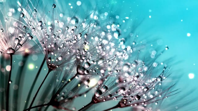 Glitter Videos: Download 585+ Free 4K & HD Stock Footage Clips - Pixabay