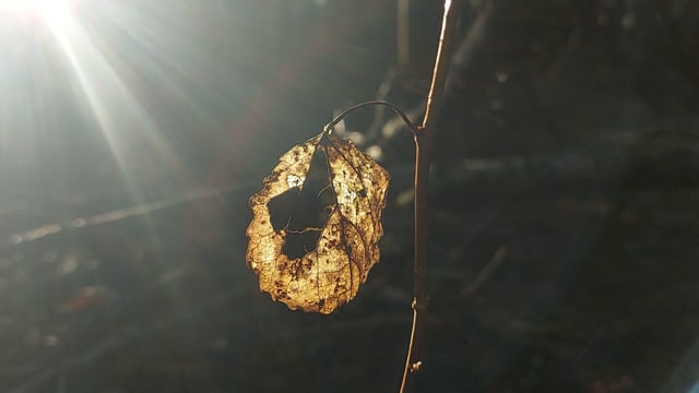 Yellow Leaf, Autumn, November. Free Stock Video - Pixabay