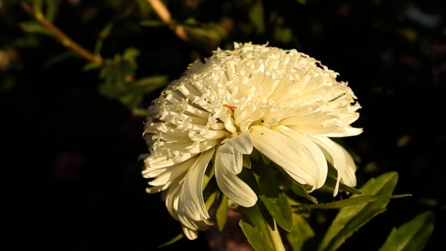 White Astra, Flower, Astra. Free Stock Video - Pixabay