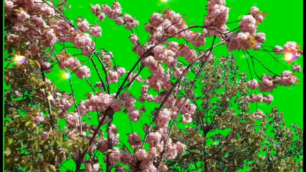 Fl, Flowers, Green Screen Flowers. Free Stock Video - Pixabay