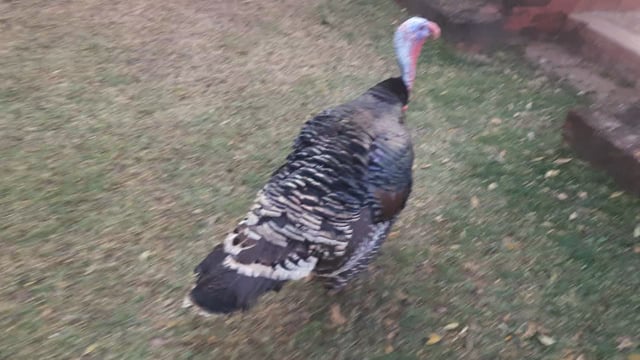 Turkey Video, Turkey, Nature. Free Stock Video - Pixabay