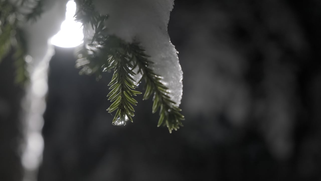 Spruce, Nature, Forest. Free Stock Video - Pixabay