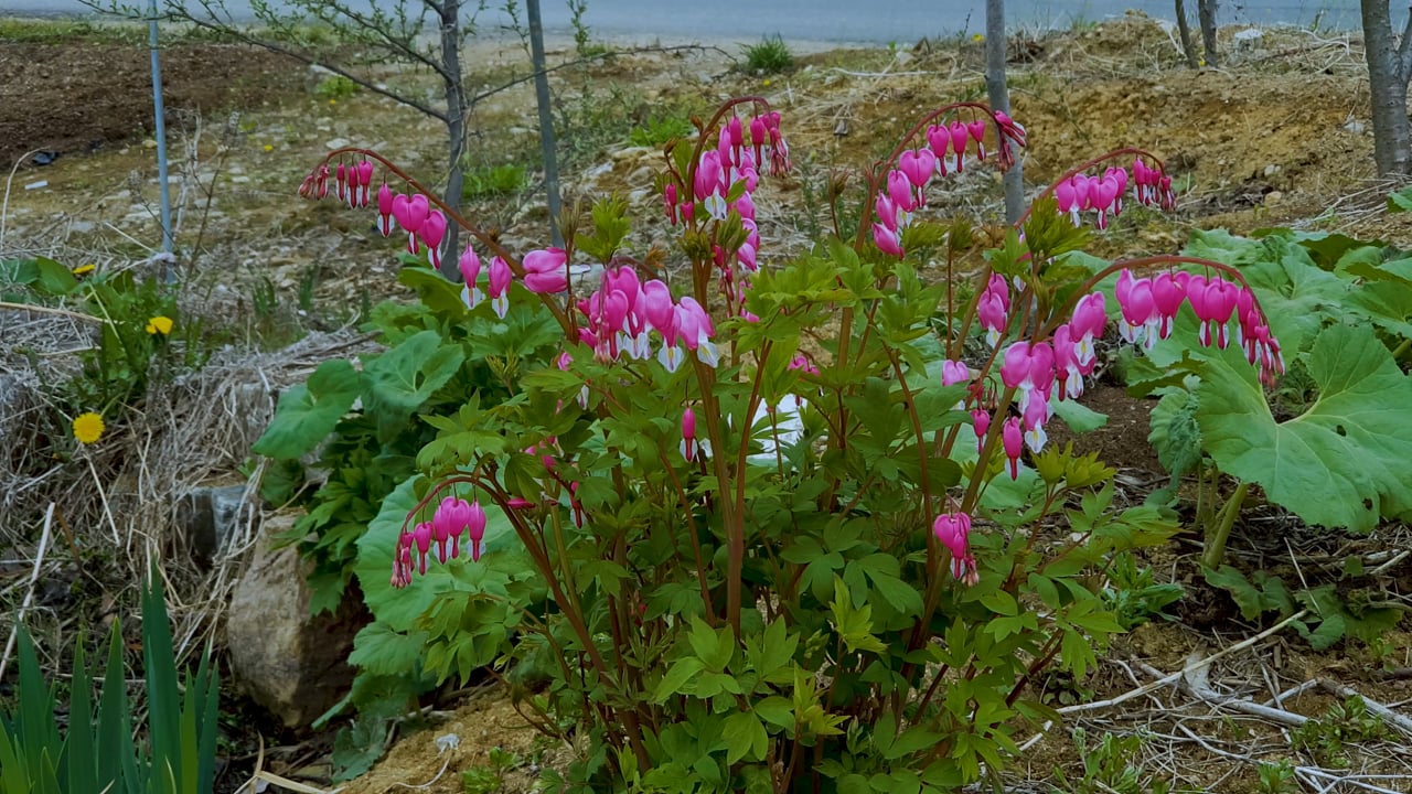 Bleeding Heart, Plant, Wild Flower. Free Stock Video - Pixabay