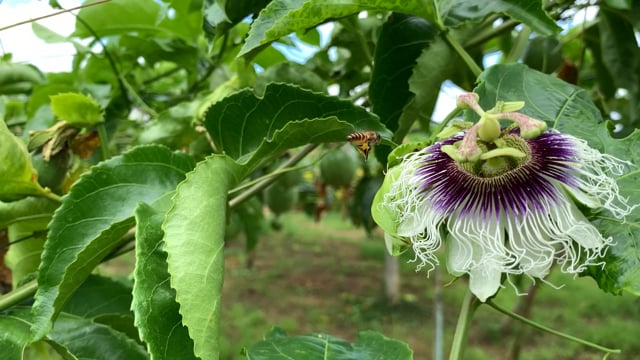 Bee, Flower, Pollen. Free Stock Video - Pixabay