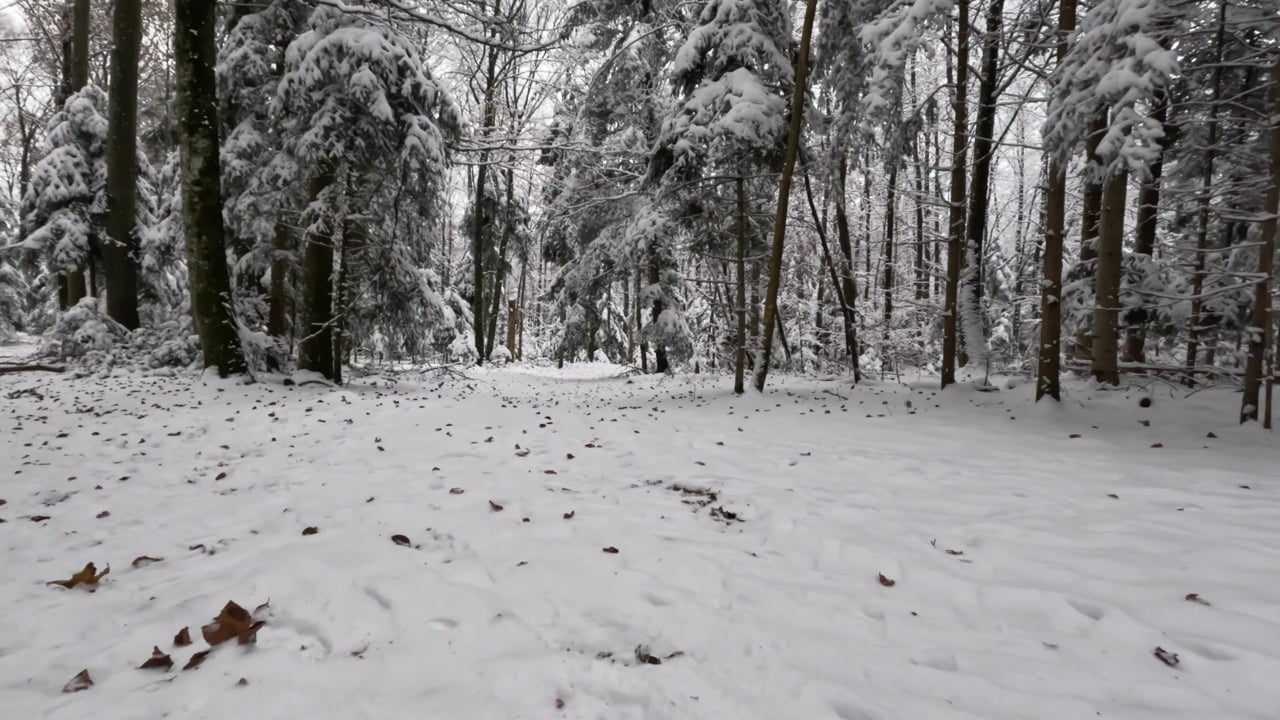 Trees, Forest, Leaves. Free Stock Video - Pixabay
