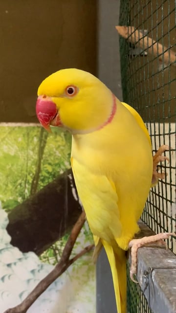 Bird, Animal, Parrot. Free Stock Video - Pixabay