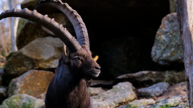 Steenbok Hoorns Alpine - Free video on Pixabay