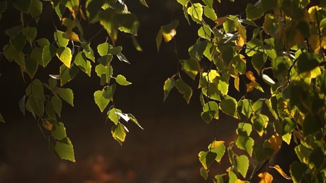 Daun Pohon Angin - Free video on Pixabay
