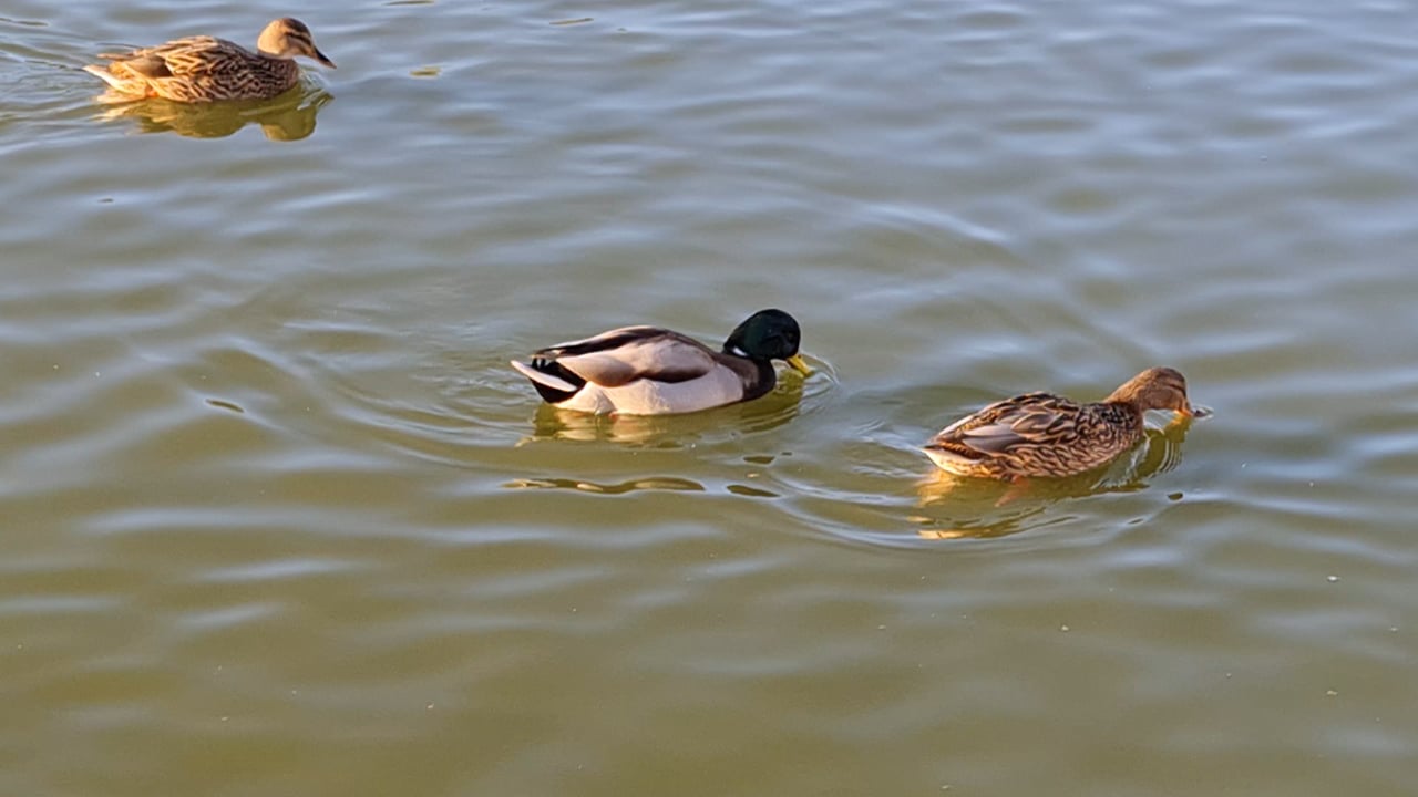 Duck, Ducks, Nature. Free Stock Video - Pixabay