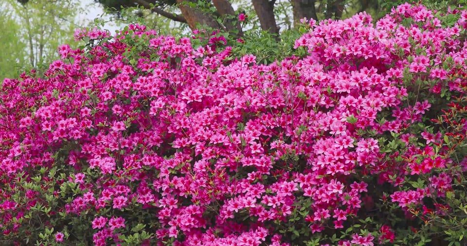 Spring, Flowers, Azalea. Free Stock Video - Pixabay